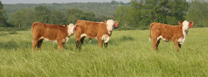Cattle